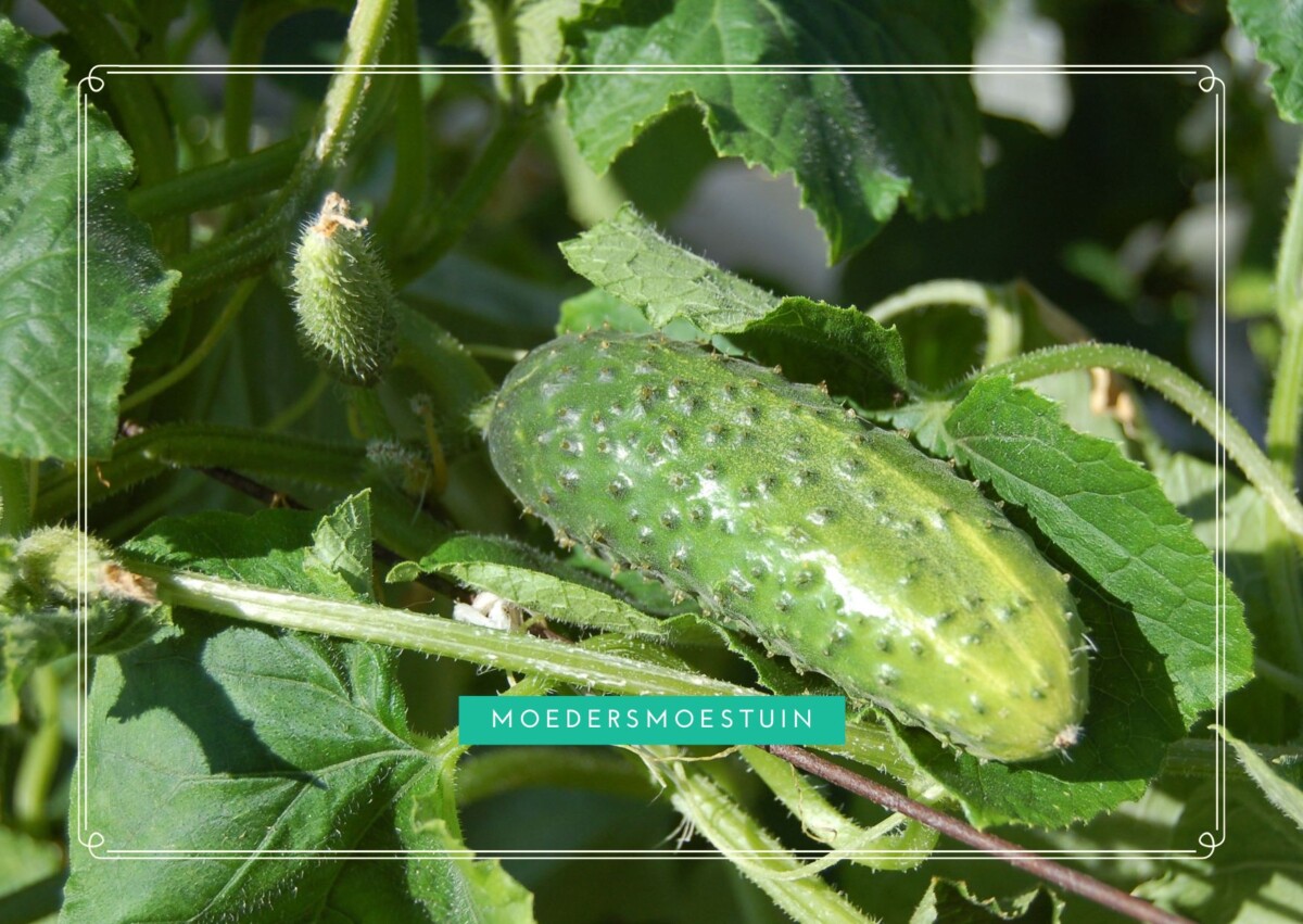 Komkommer kweken in je moestuin: Alles wat je moet weten