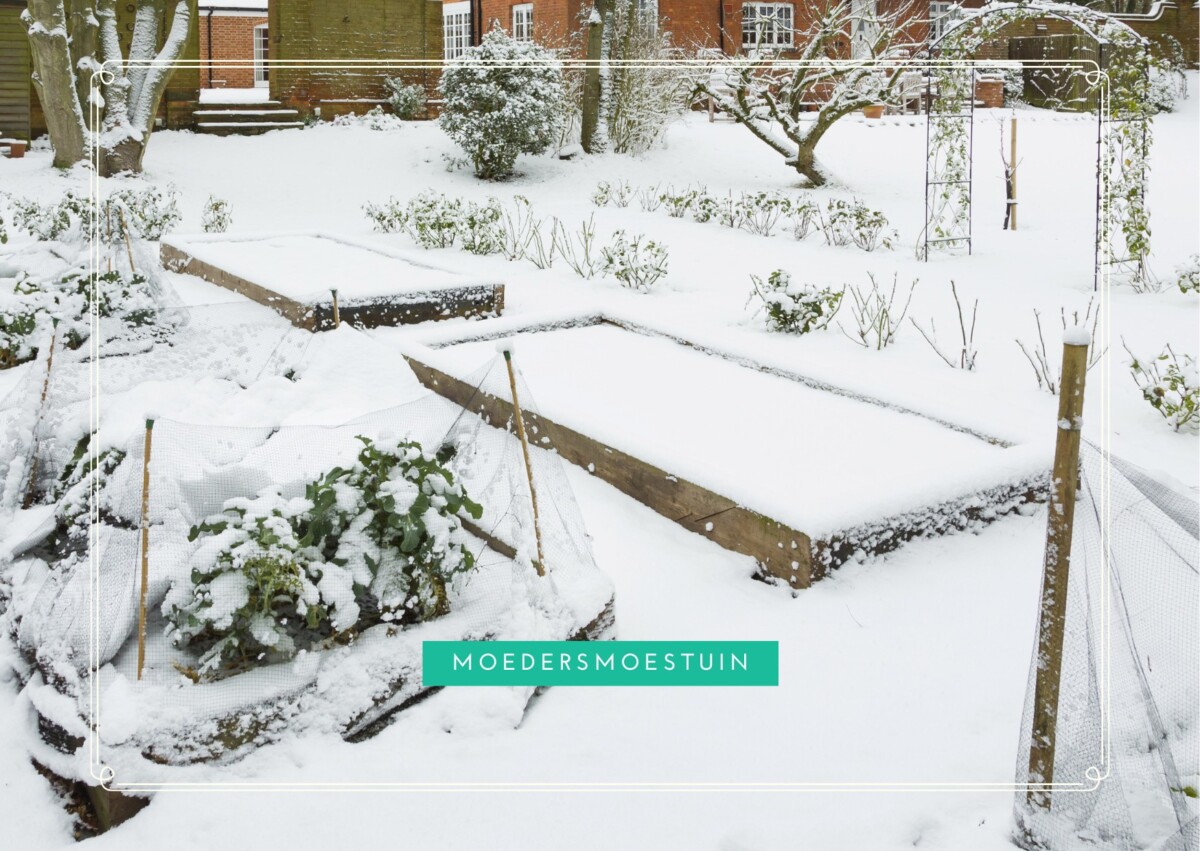 Lege moestuinbakken in de winter: Moestuinbak winterklaar maken